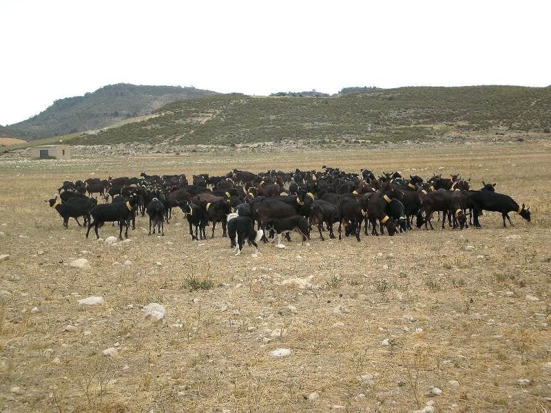 La cabra murciano-granadina: una raza tradicional que se abre al mundo